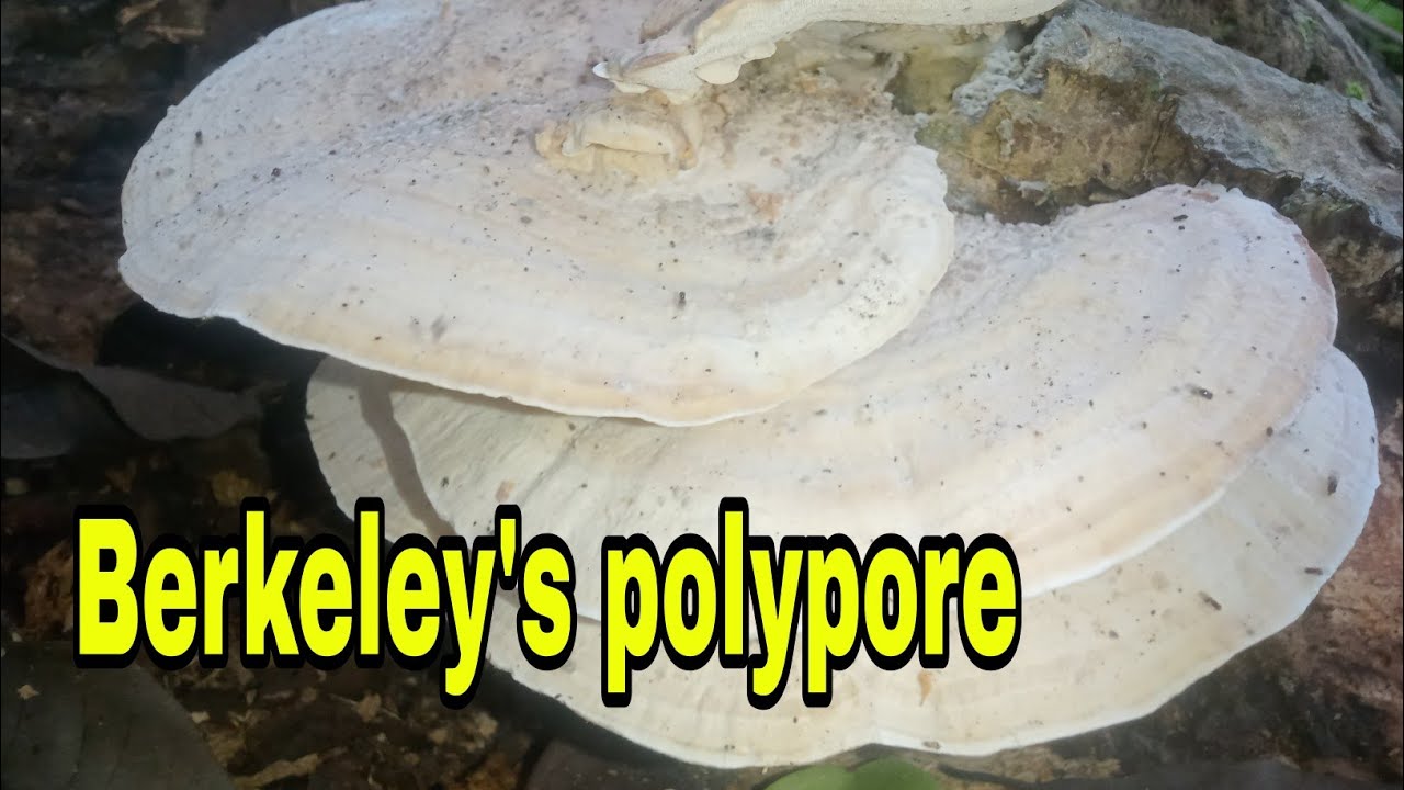 Berkeley's polypore - YouTube