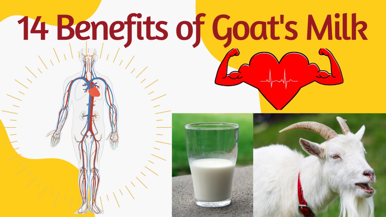 14 Benefits of Goat's Milk - YouTube