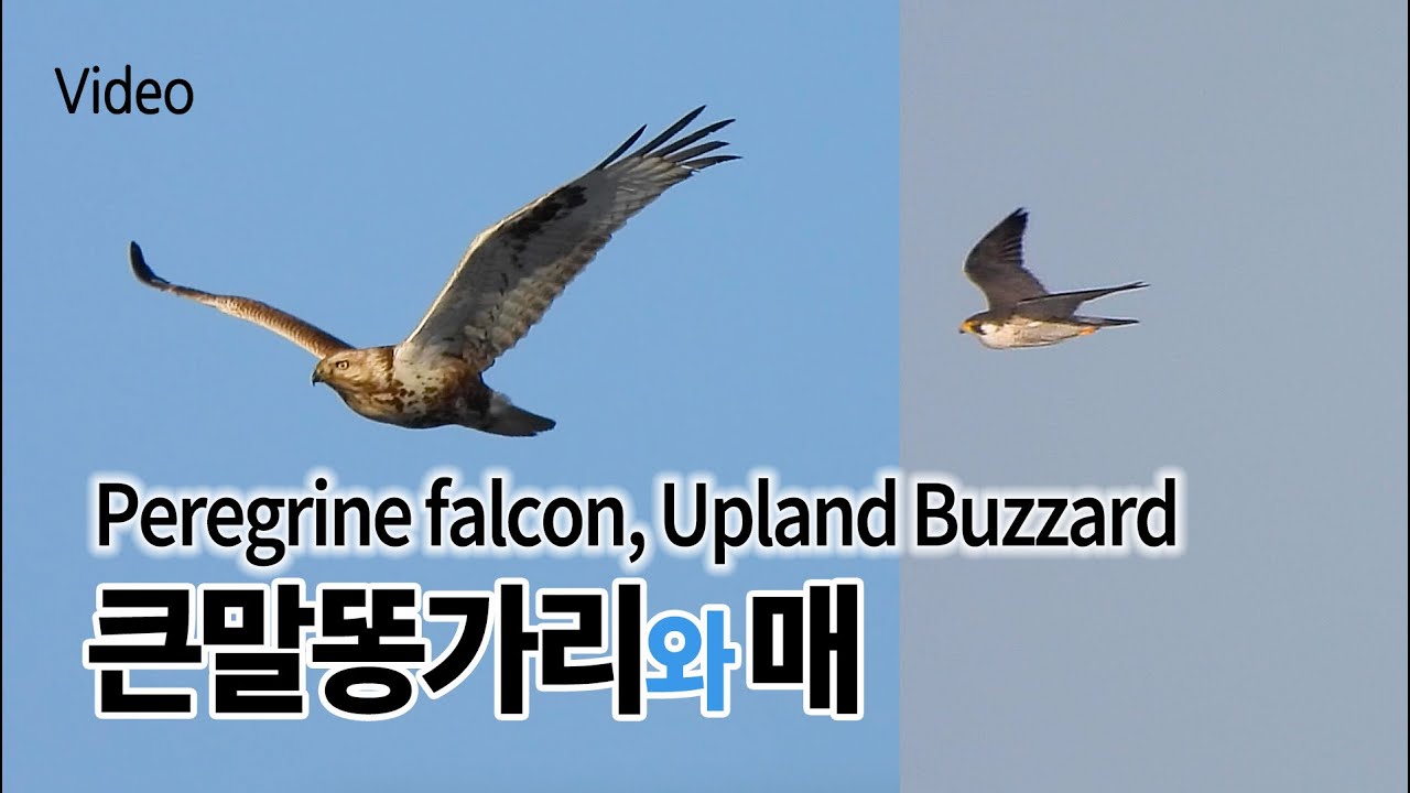 큰말똥가리와 매 Upland Buzzard, Peregrine falcon - YouTube