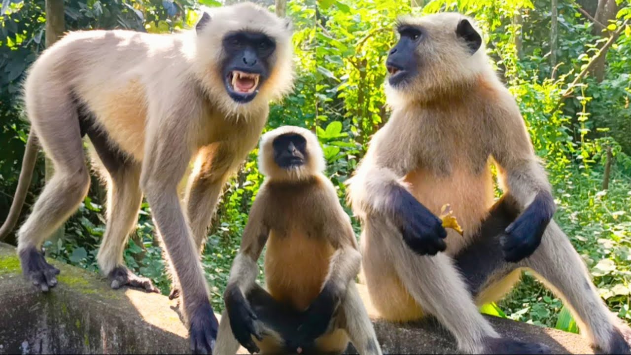 hanuman panchatantra | infobells monkey videos - YouTube