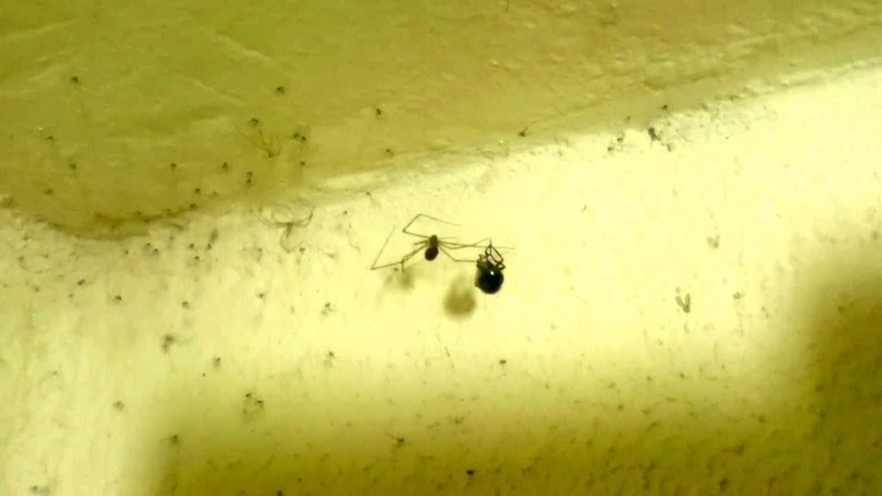 Aranha VS mosca SPIDER vs FLY!!!! - YouTube