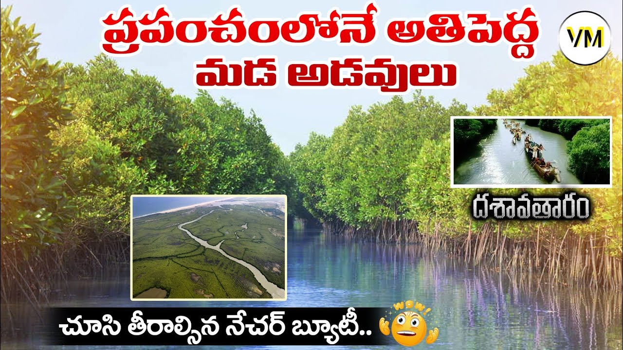 Pichavaram Mangrove Forest Full Tour In Telugu | world's Second largest ...