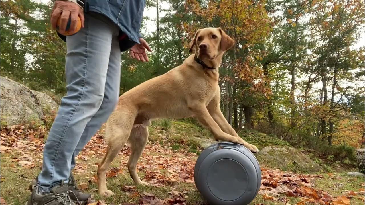 McCann Dogs Parkour Advanced 2 Feet Moving Entry Kathy and Kai - YouTube