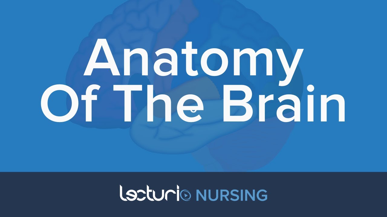Anatomy of the Brain | Nursing School Anatomy - YouTube