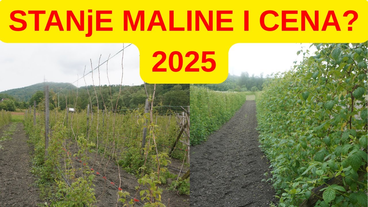 Stanje I Cena Maline 2025 - YouTube