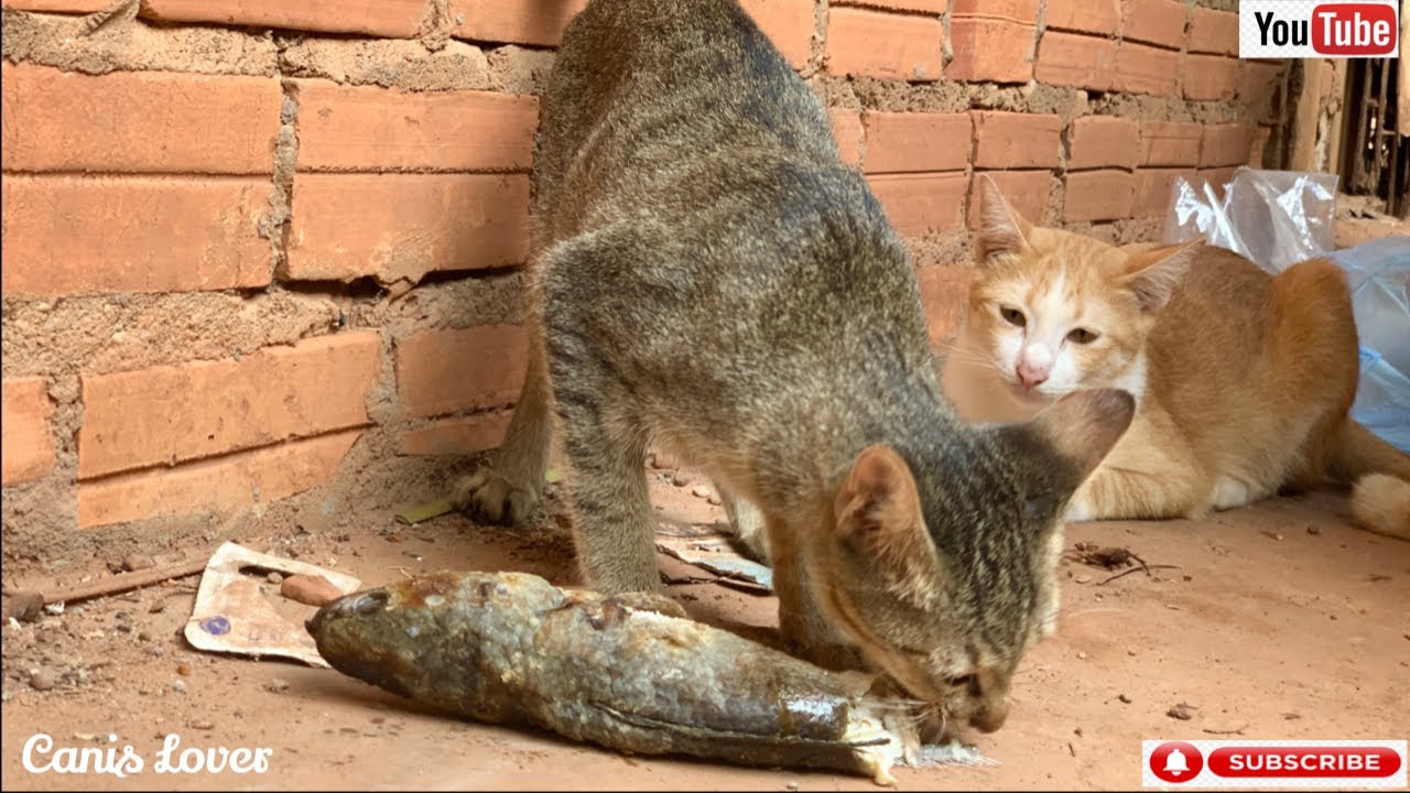 An Adult Cat Enjoys Eating A Whole Fish While The Other Yellow One Look ...