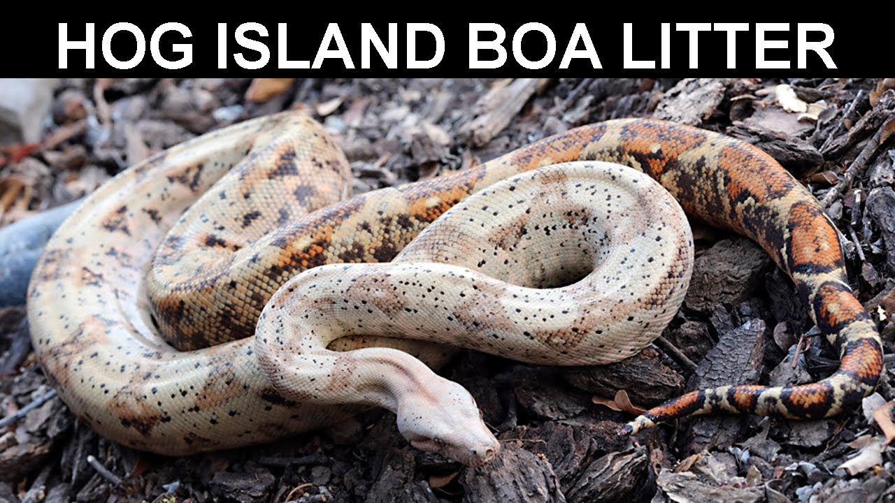 Hog Island Boa Litter - YouTube