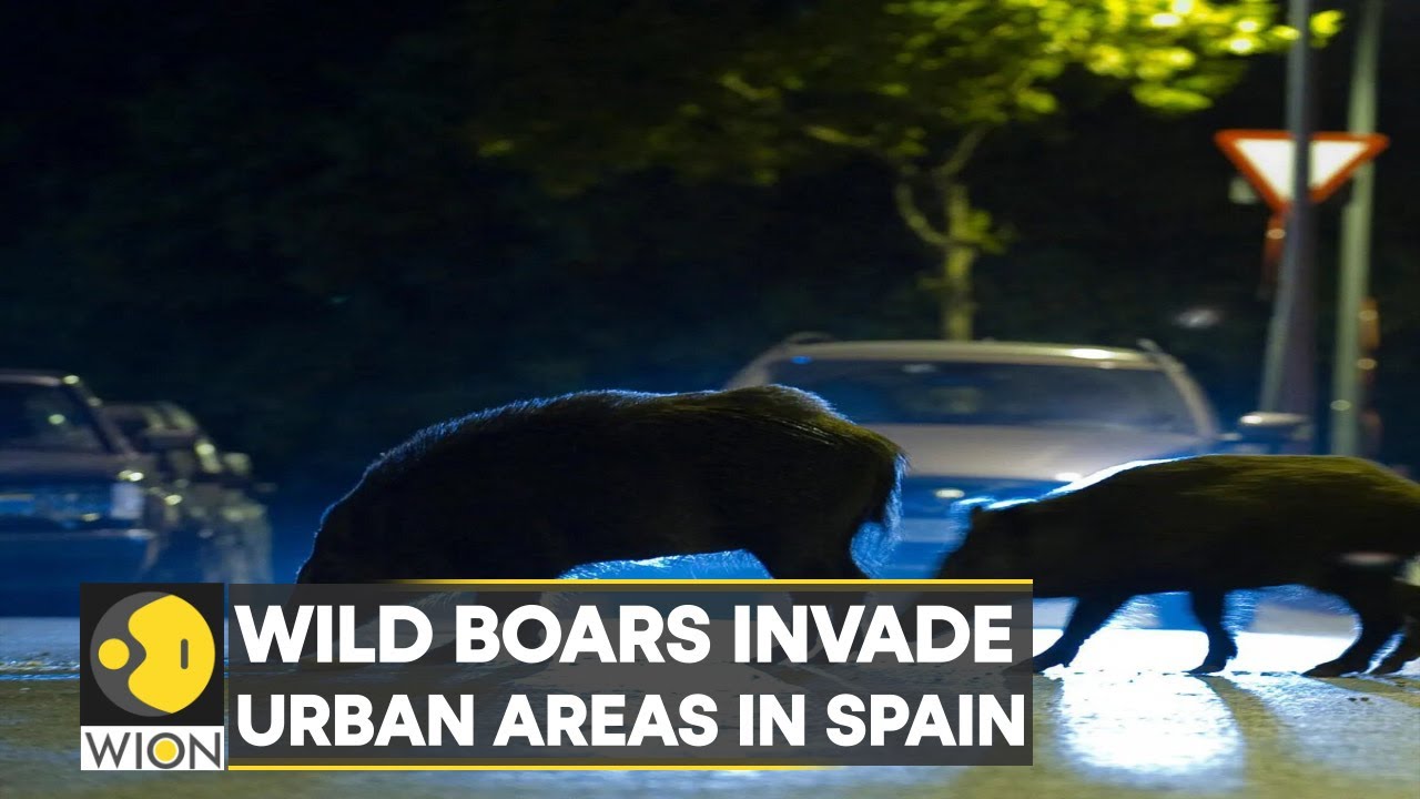 Spain: Wild boars pose threat to humans, authorities warn residents ...