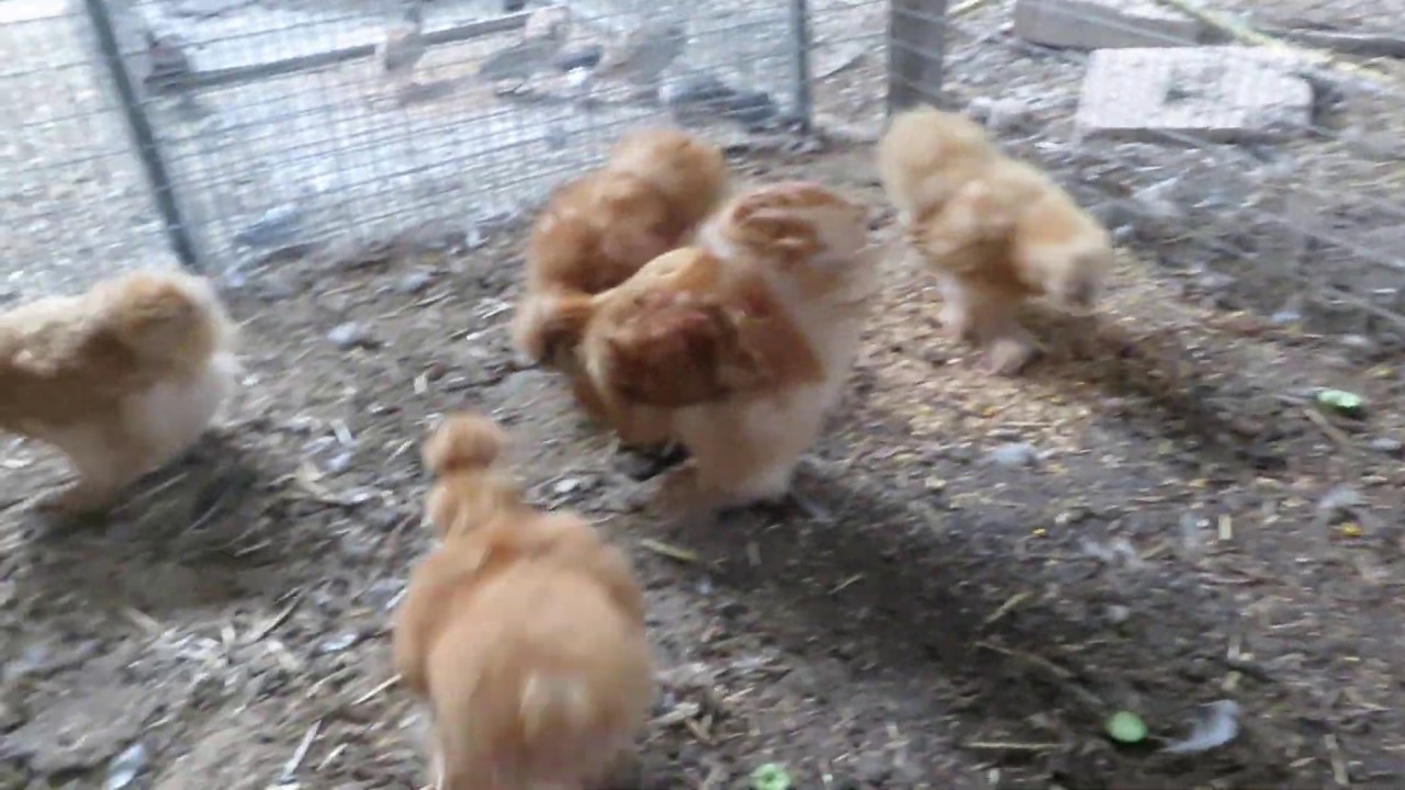 Buff silkie - YouTube