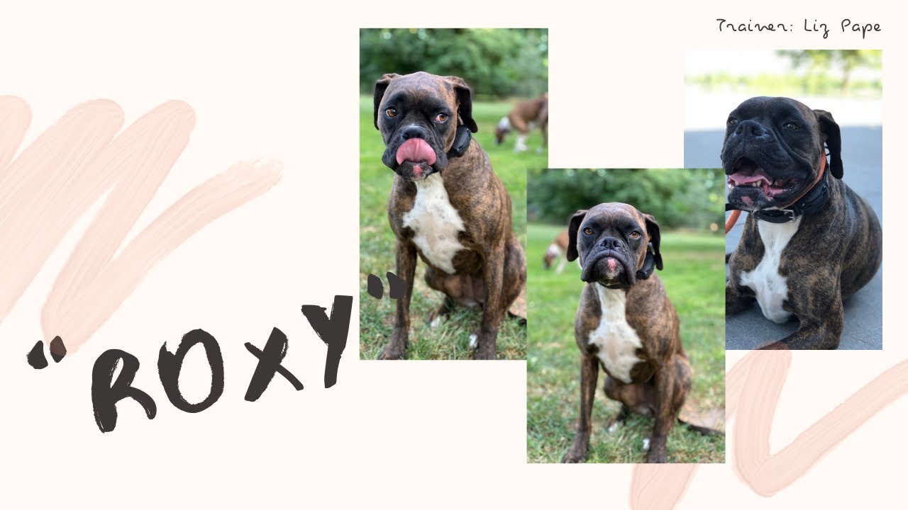 Boxer "Roxy" l Epic Transformation l Off Leash K9 Training - YouTube