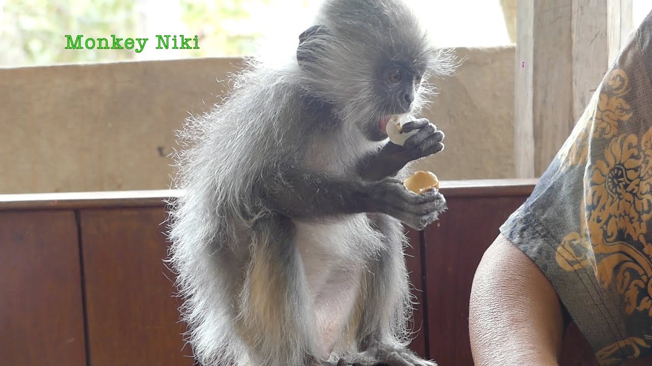 Monkey Miki eating fruit - YouTube
