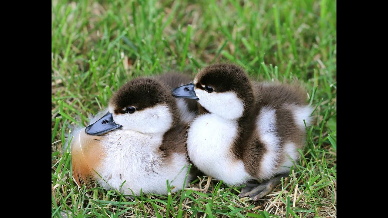 4K Farm of Happy Little Animals-Ducklings,Kids,Chickens,Goslings ...