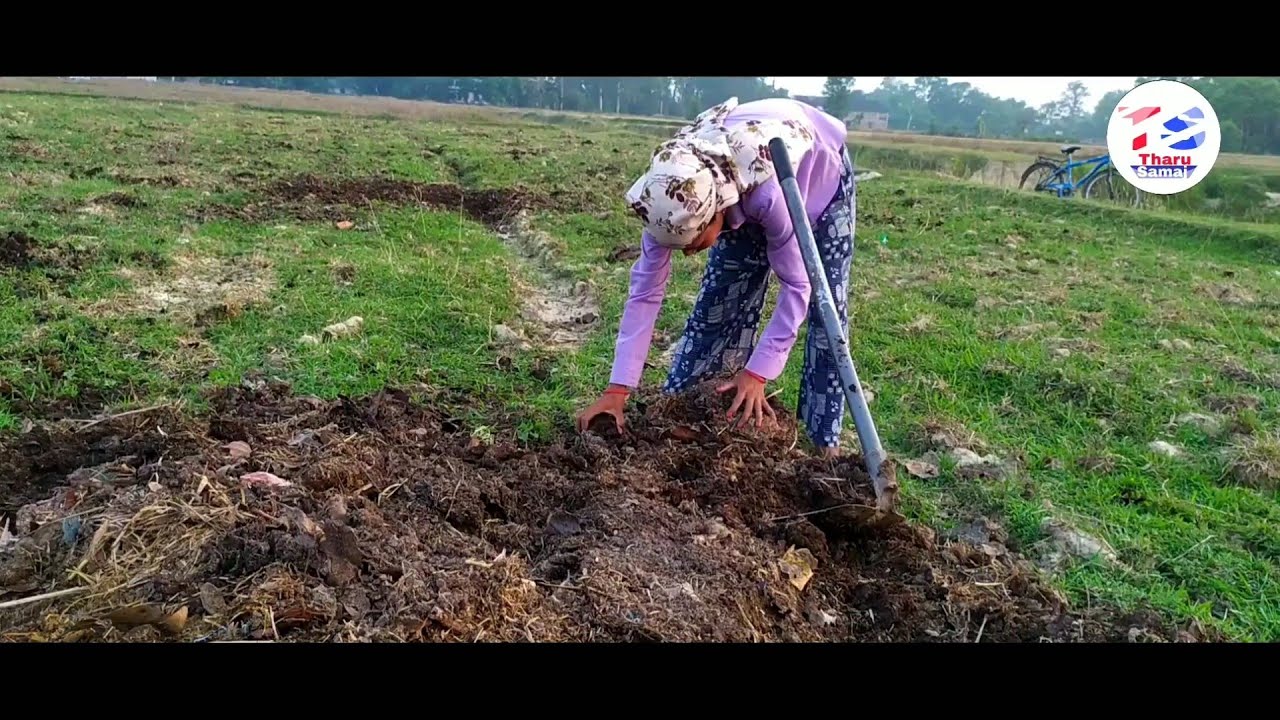 Khet Ma Gobar Mal Charkidai ,Dhan Ropai ko lagi ,Tharu video 2020/2077 ...