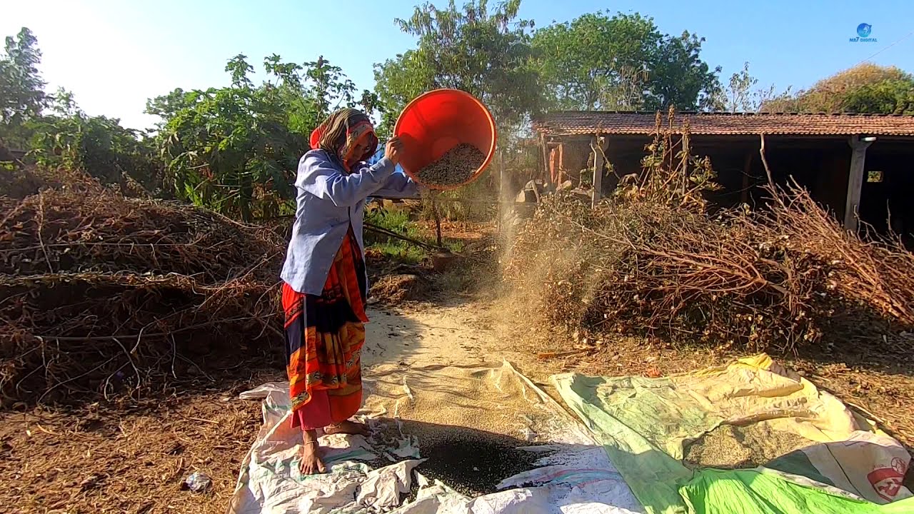 Rural Life Of Gujarat, India || Indian Rural Life 2020 - YouTube