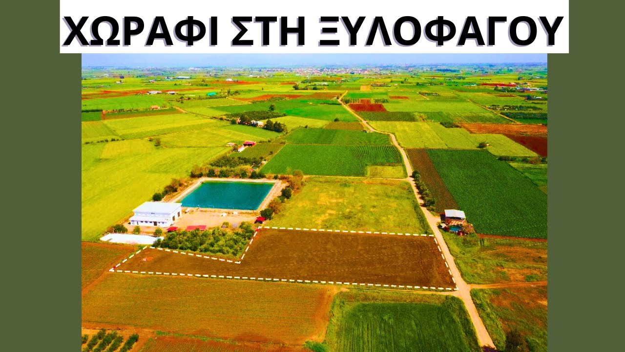 Χωράφι στη Ξυλοφάγου 2/7/2023 - YouTube