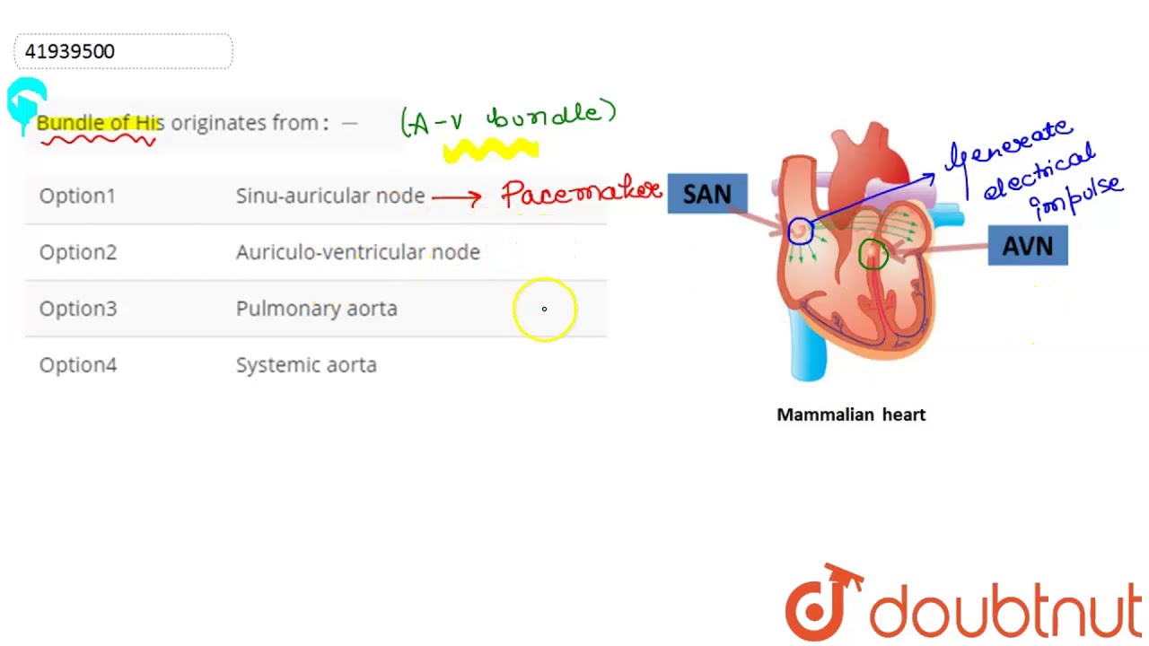 Bundle of His originates from` :-` - YouTube