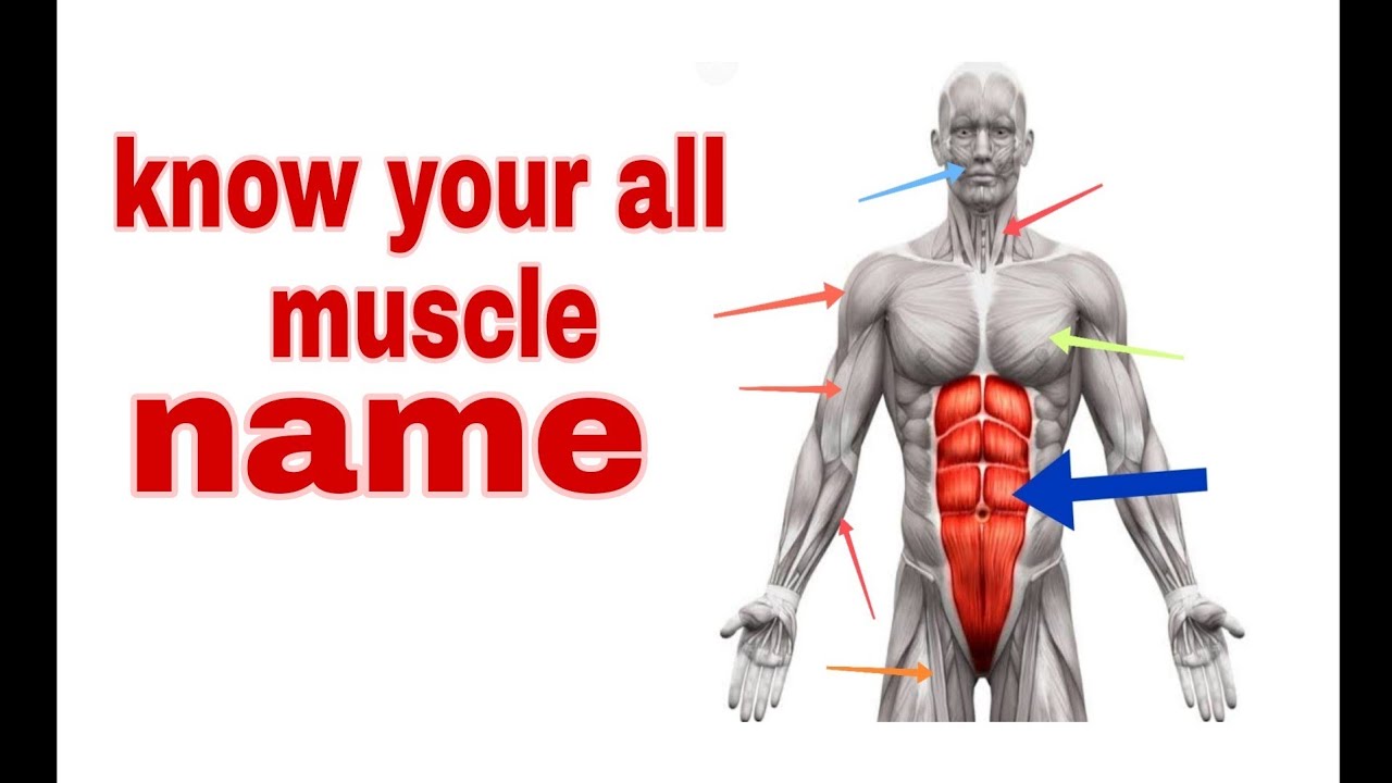 Muscle Name||Muscle GK||Muscle quiz||Identification and muscle|| Q and ...