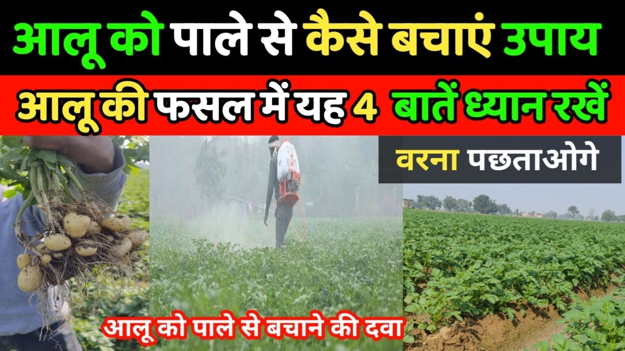 आलू की फसल को पाले से कैसे बचाएं | How to Prevent Potato Crop From Fog ...