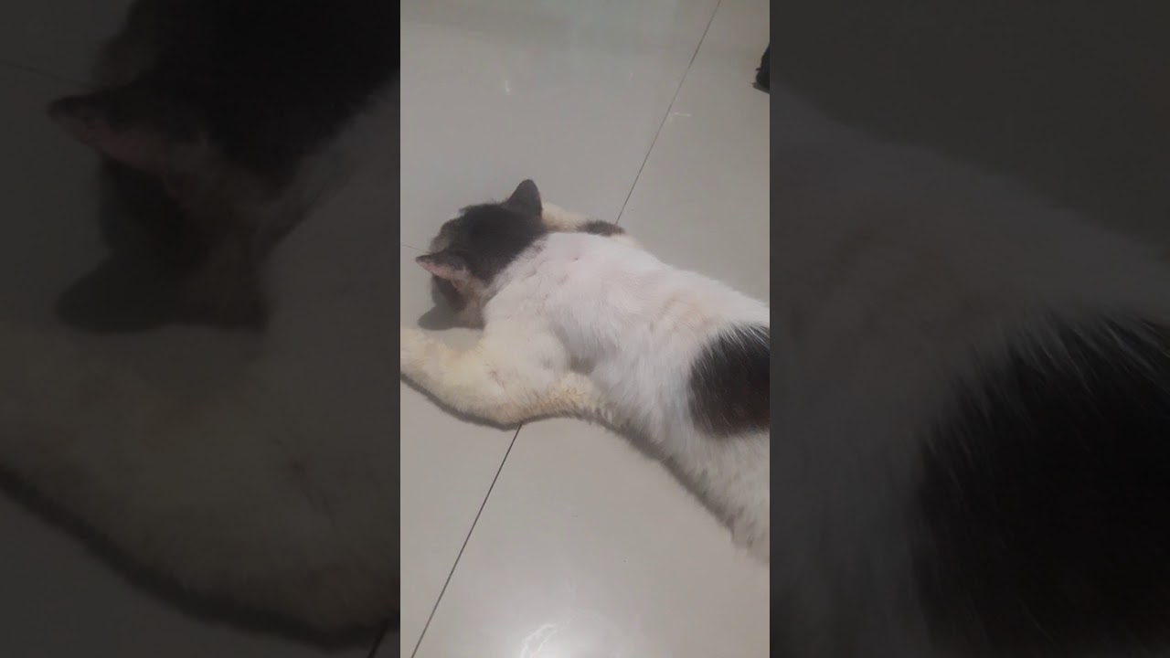 Kucing garang - YouTube