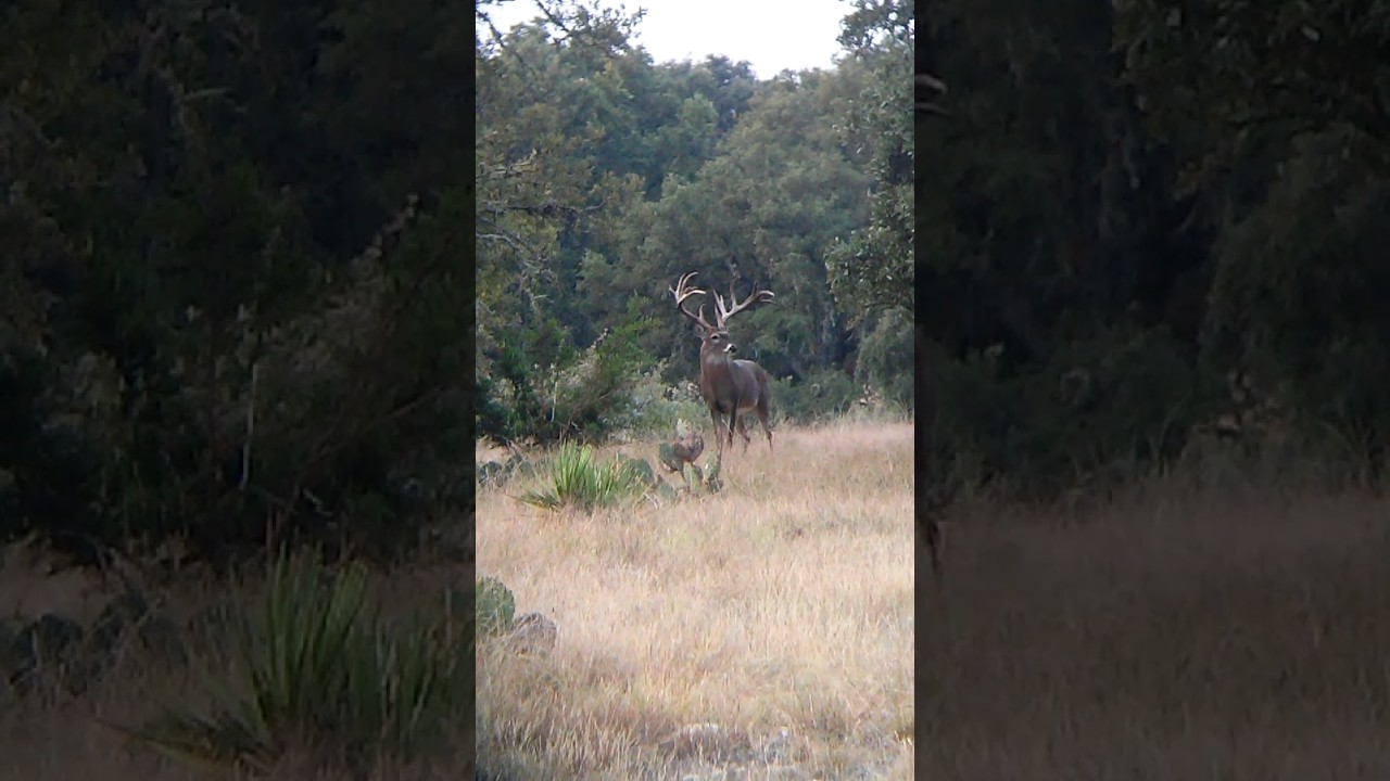 Monster Texas Buck "Rocksprings Tx" - YouTube