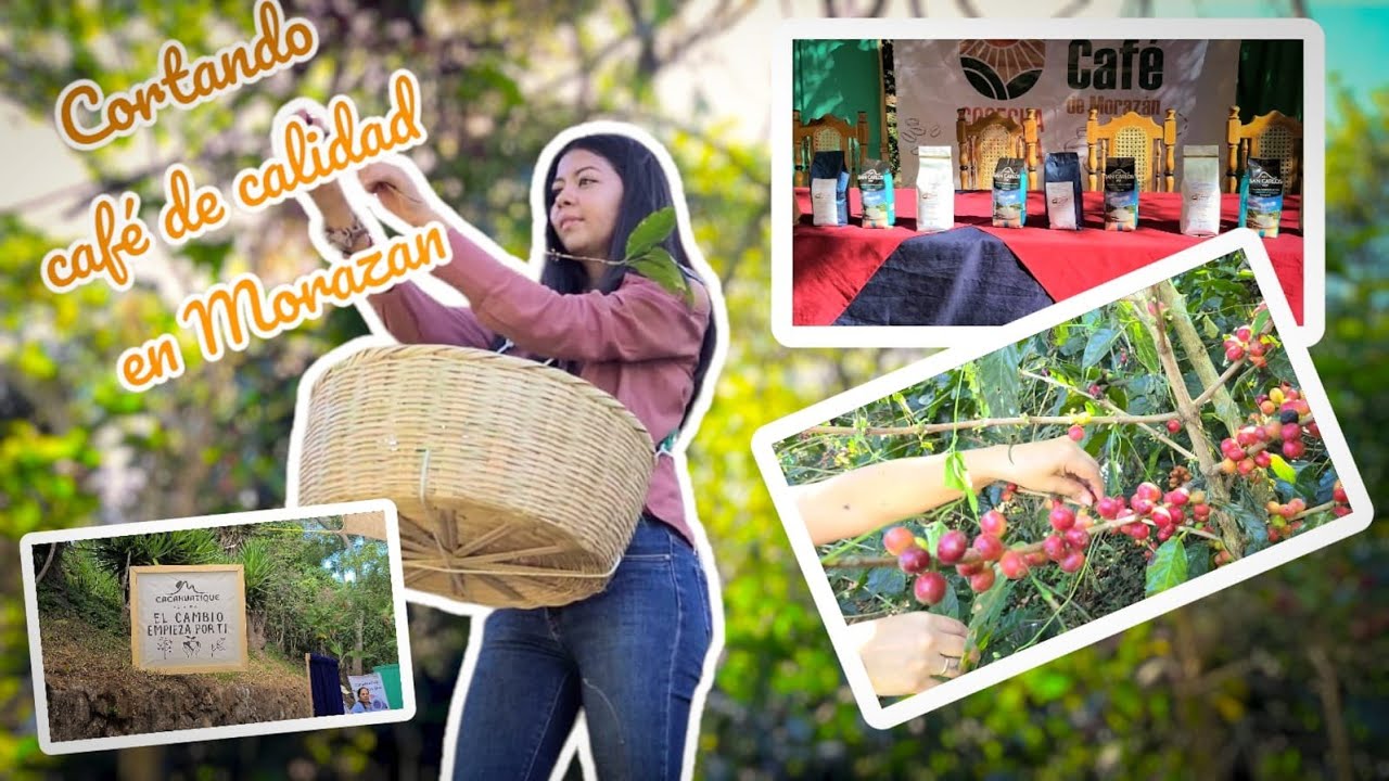 Cortando Café de calidad en Morazán. - YouTube