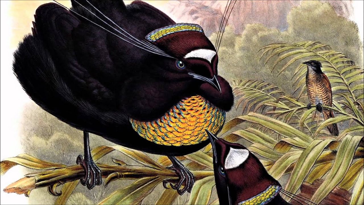 Alfred R. Wallace and Birds Of Paradise - YouTube