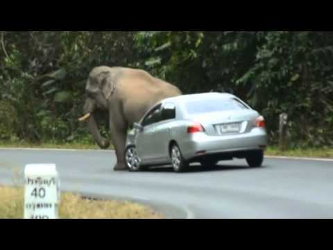 Paarungszeit! Elefant stoppt Verkehr und zerquetscht Auto in Nationalpark