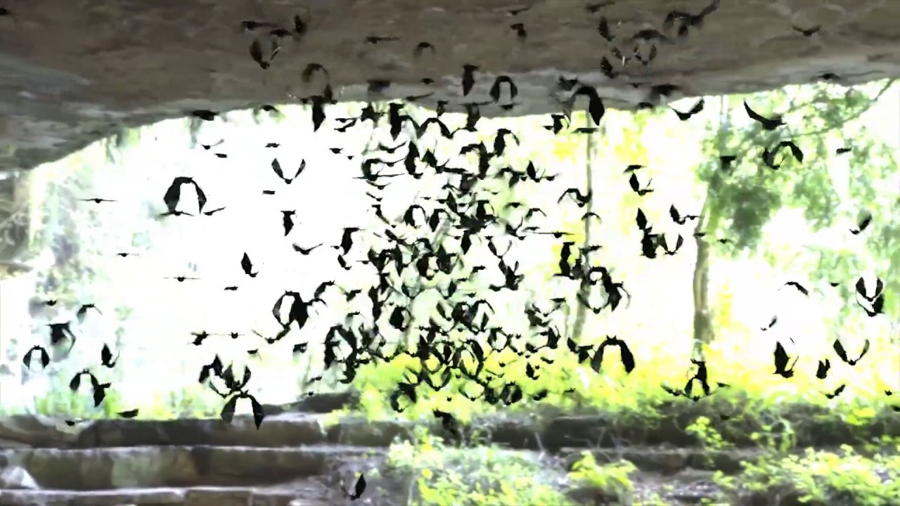 Houdini: Crowd simulation - bat cave - YouTube