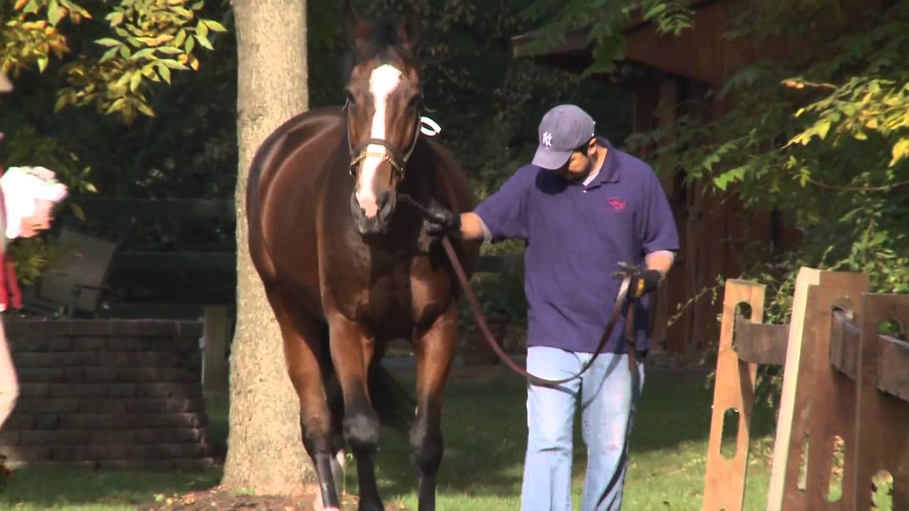 Equine Nuclear Scintigraphy - YouTube