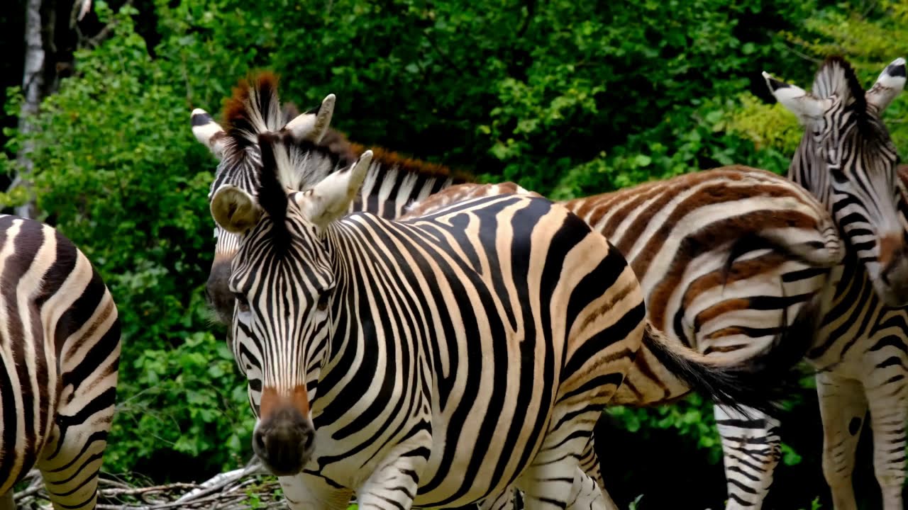 Zebra | Zebra videos | zebra in United kingdom - YouTube