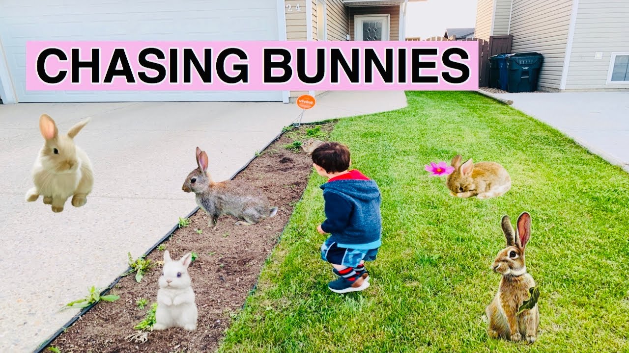 TODDLER CHASING BUNNY RABBITS - YouTube