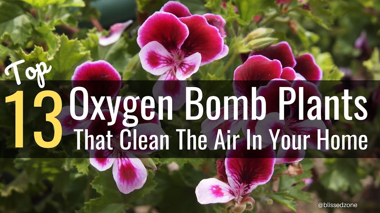 Top 13 Oxygen Bomb Plants That Clean The Air In Your Home | #plants # ...