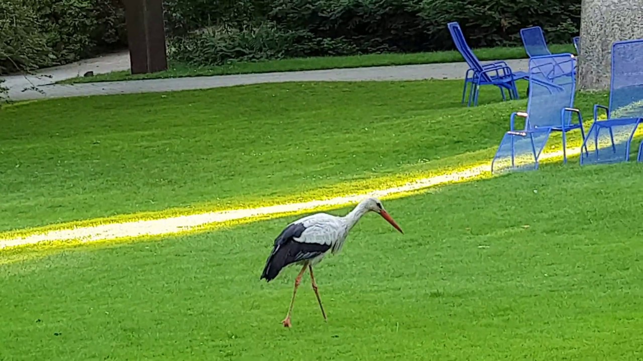 Storch in Luisen Park Mannheim #Travelvlog - YouTube
