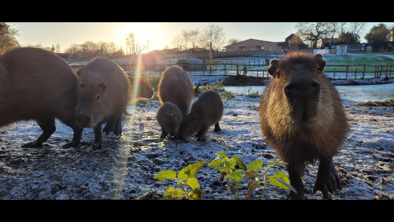 Animal Of The Week- Capybara - YouTube