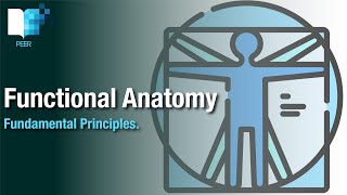 Define Functional Anatomy Hollinshead's Functional Anatomy Of The