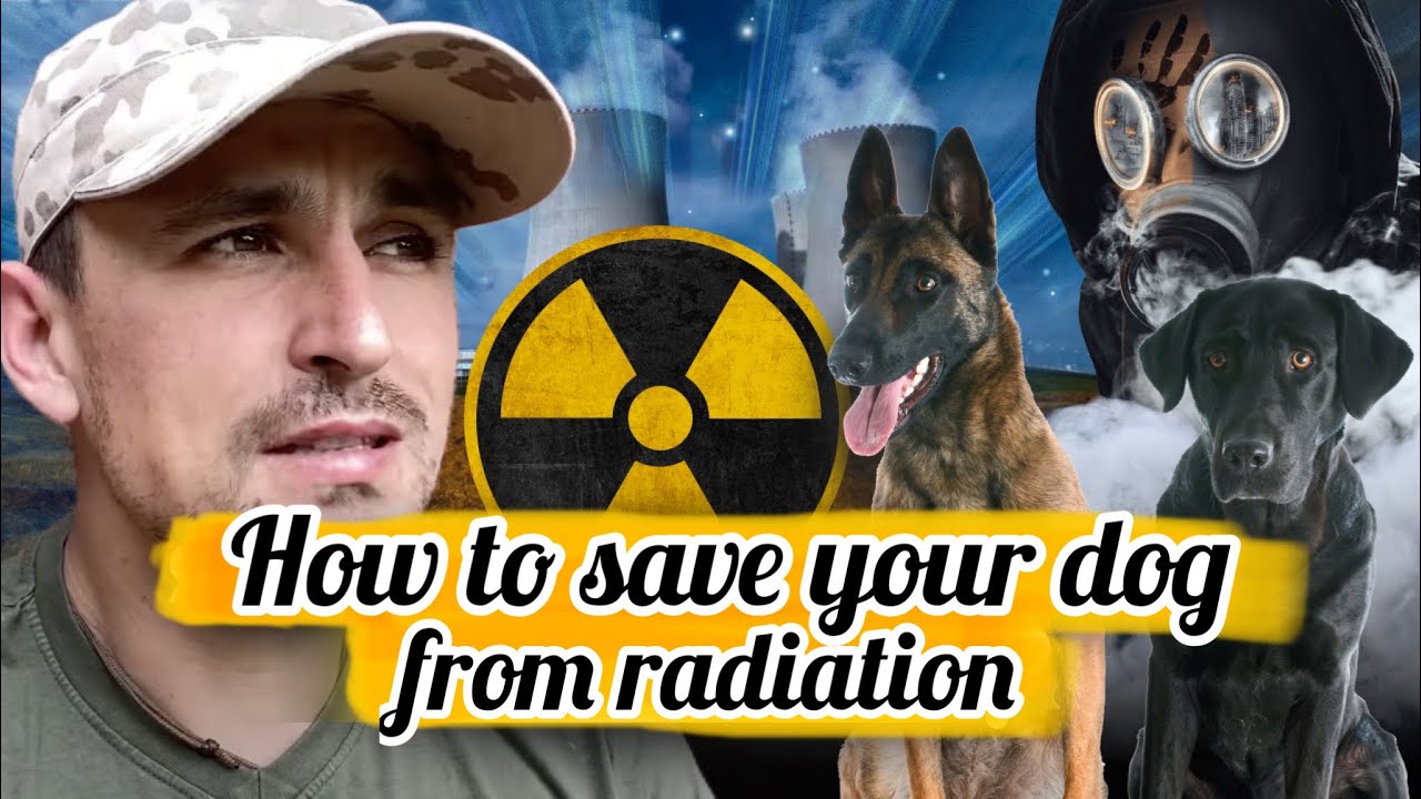How to protect a dog from radiation in an atomic explosion???🇺🇦 - YouTube