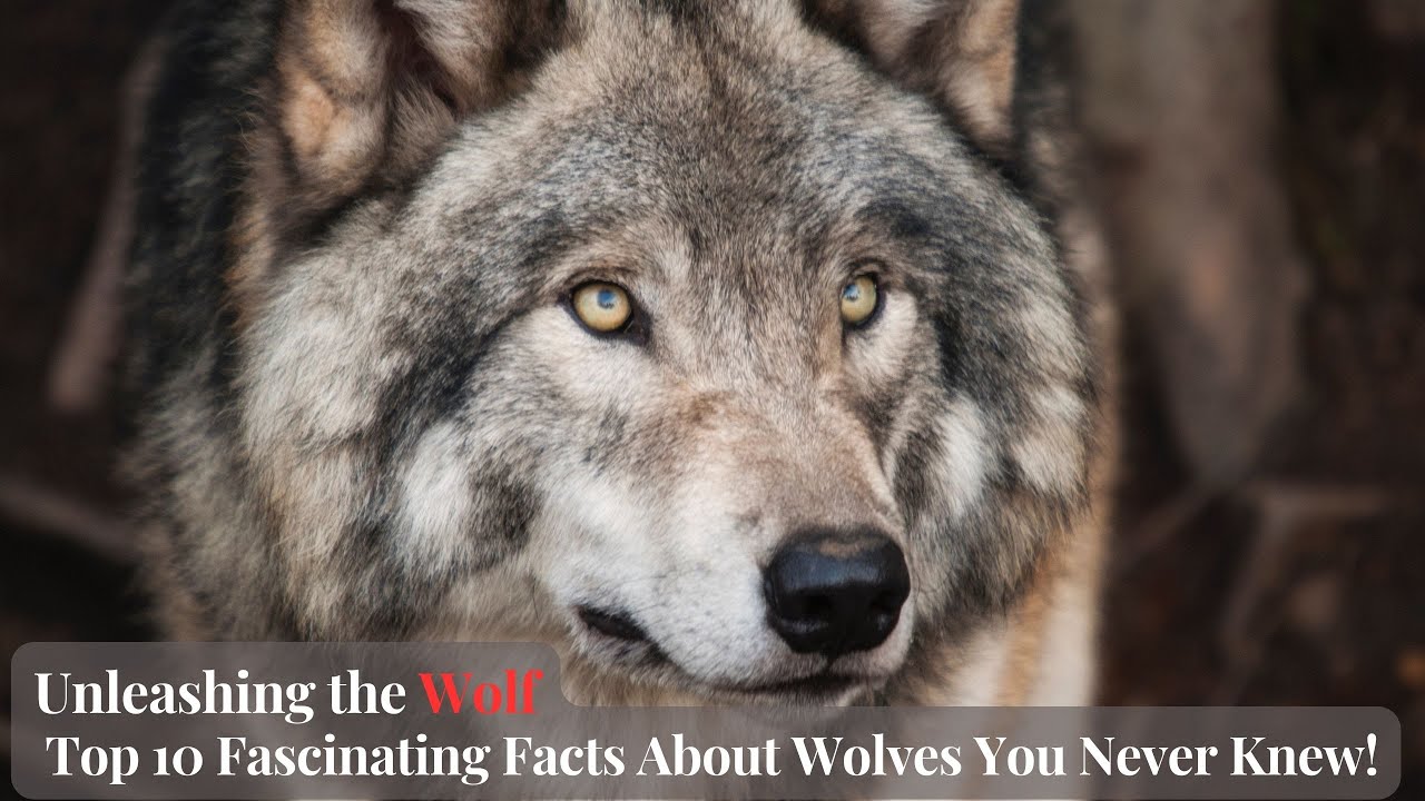 Unleashing the Wolf: Top 10 Fascinating Facts About Wolves You Never ...