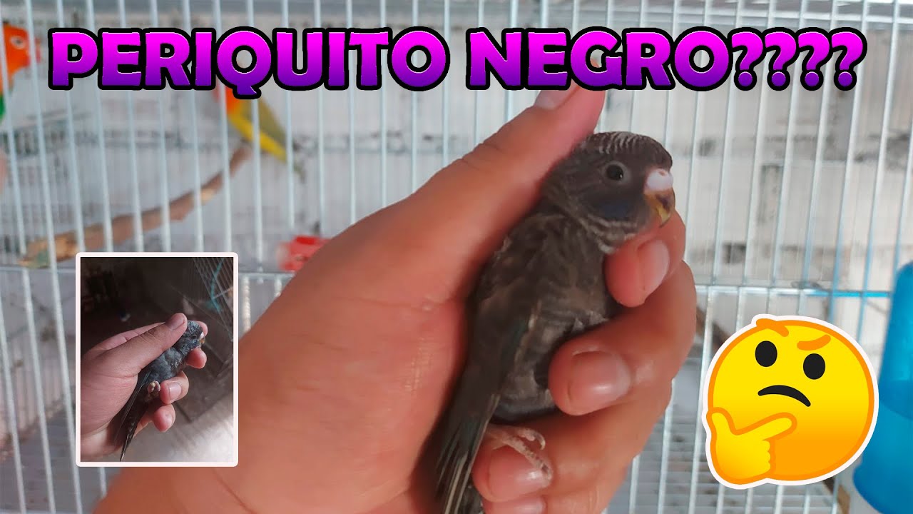 Periquitos Negros