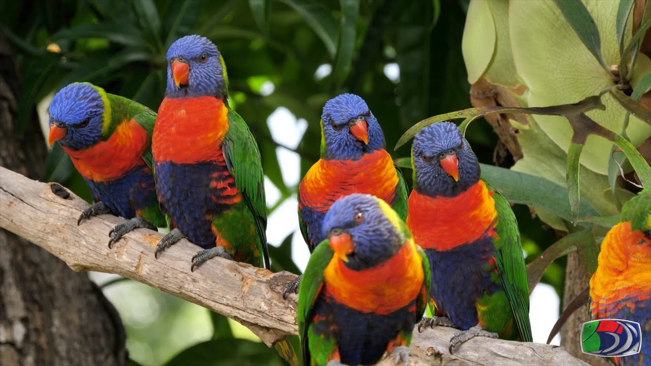 Rainbow Lorikeet, the Joker of the Australian Wilderness - YouTube