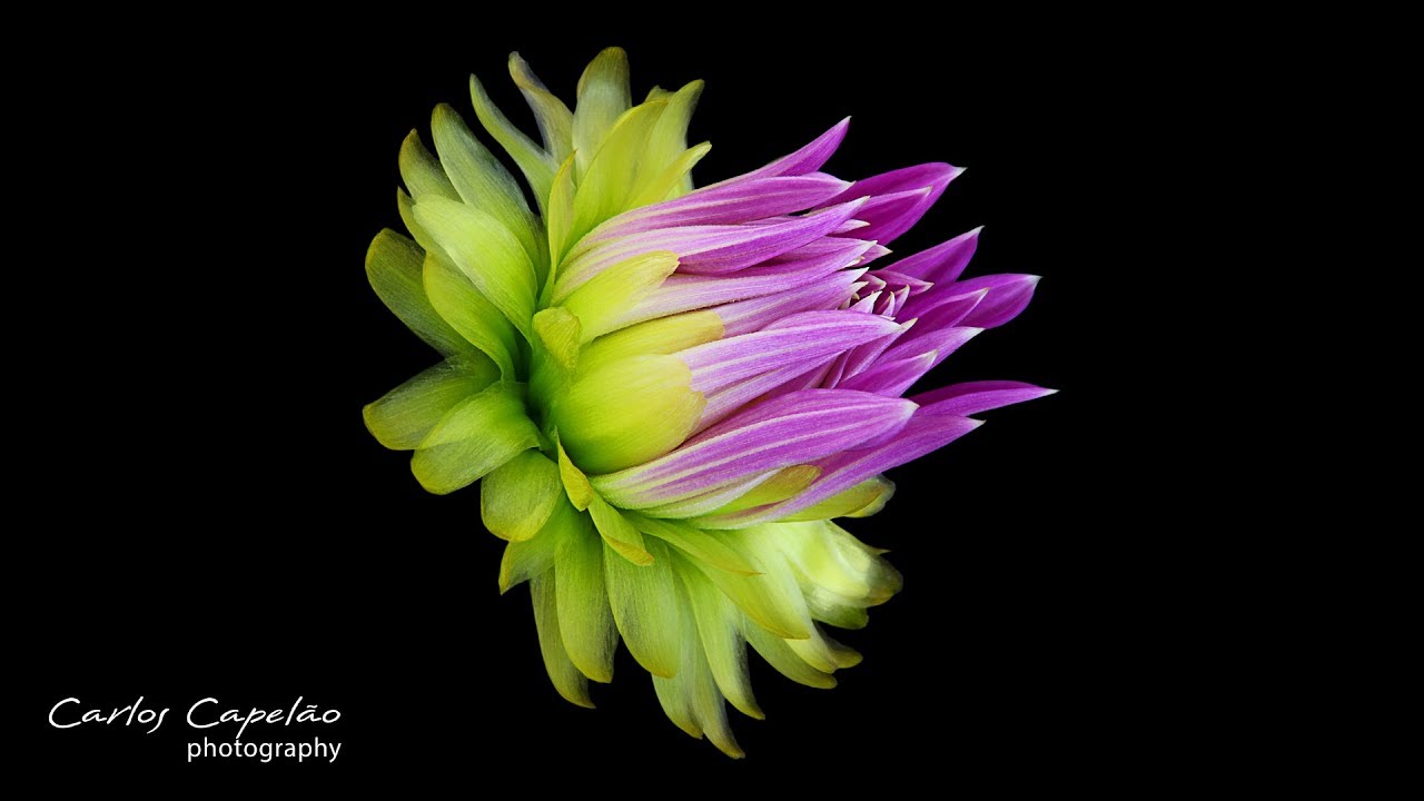 World Flowers Photos • Singular Beauty • Gallery I • 1080p HD - Carlos ...