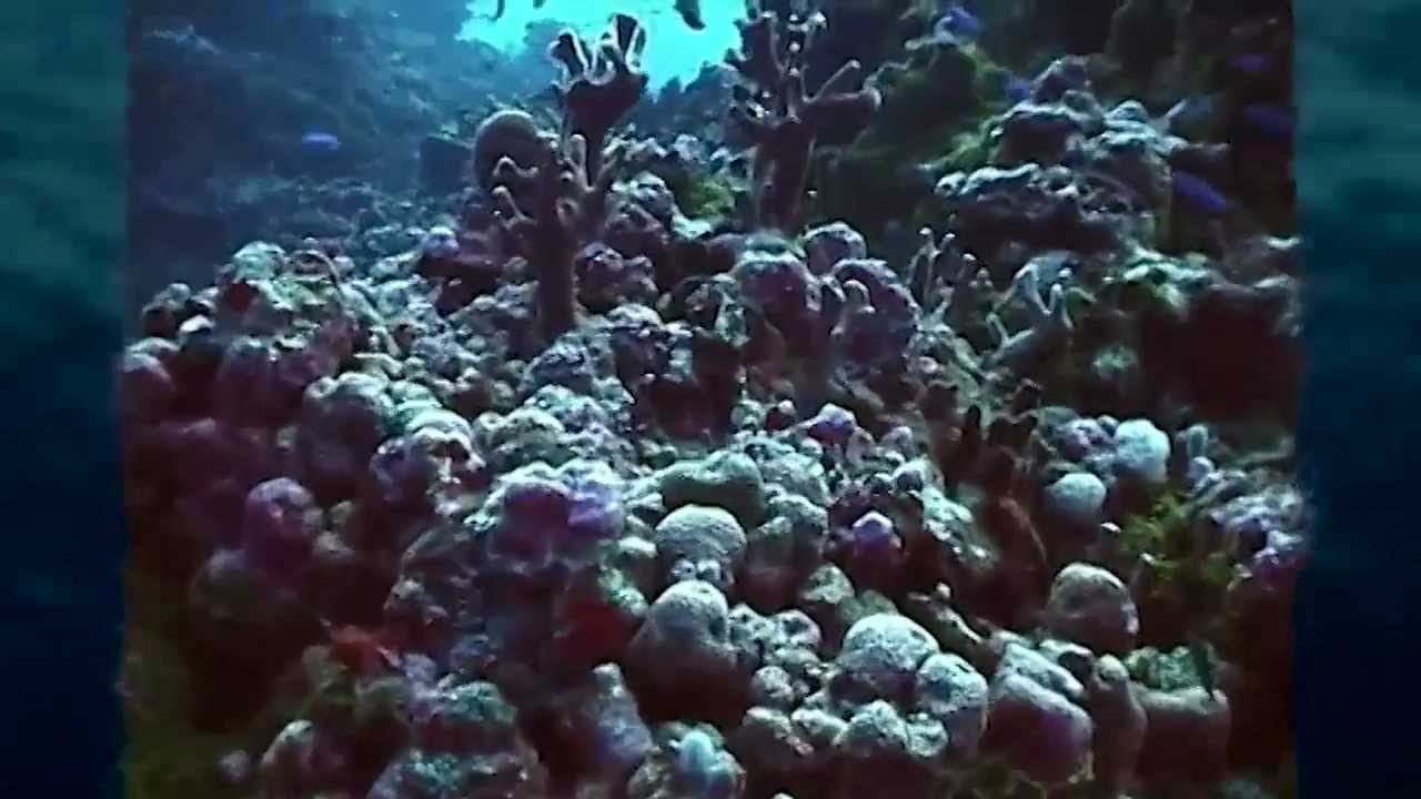 First Voyage to the Marianas Trench Marine National Monument - YouTube