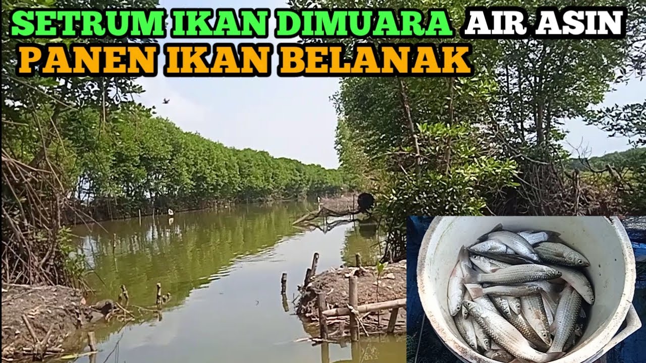 Setrum Ikan Air Asin Muara - YouTube