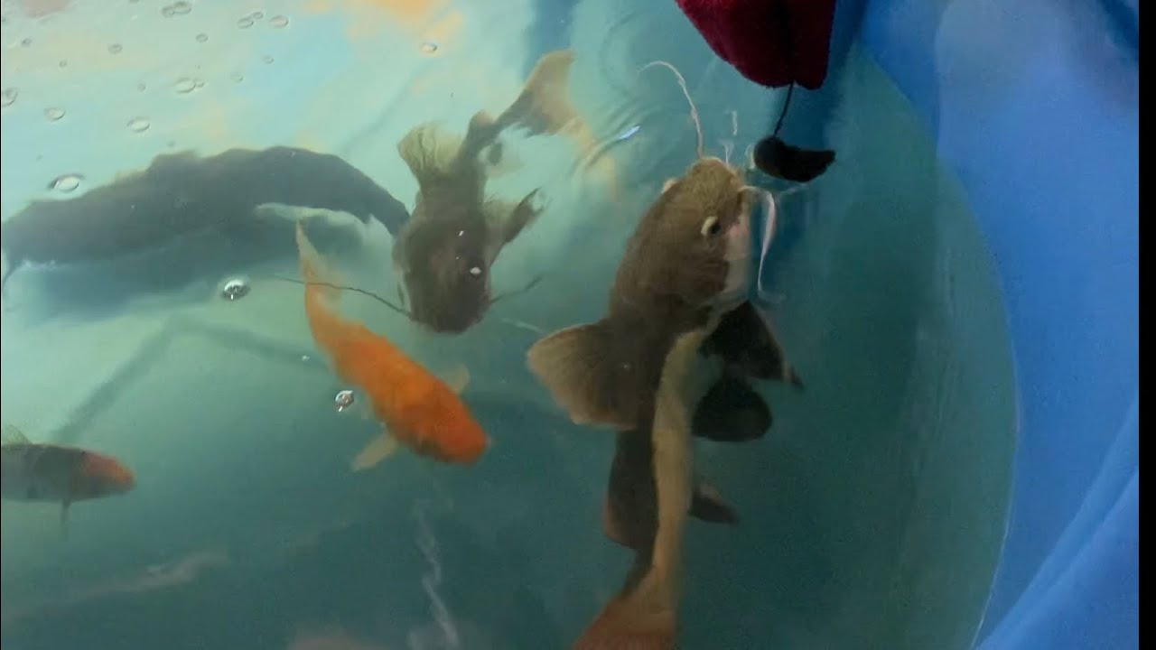 Red Tail Catfish Eats Mouse *Live Feeding* - YouTube