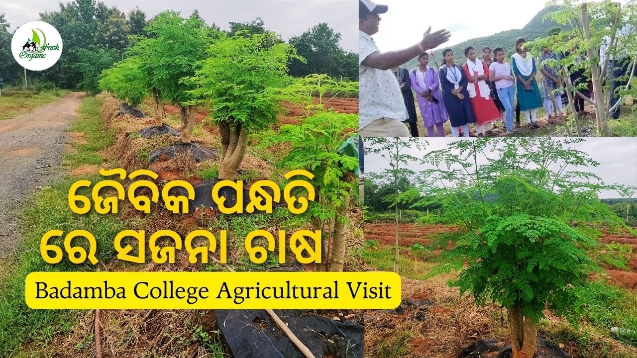 Organic Moringa Farming | Rampur Farm |Organic Fresh | Badamba | Odisha ...