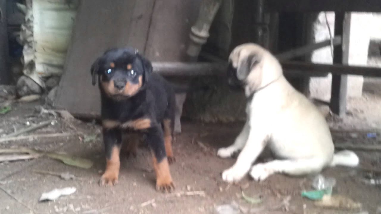 Rottweiler vs pug - YouTube
