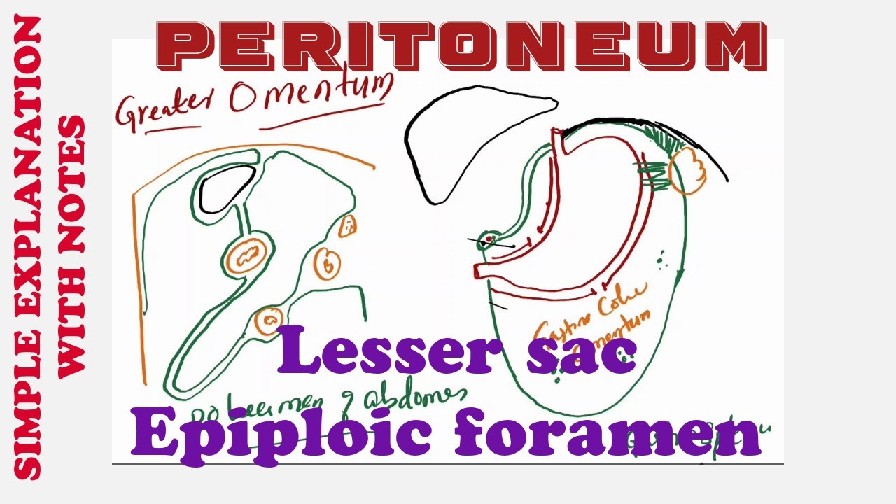PERITONEUM ; LESSER SAC; EPIPLOIC FORAMEN - YouTube