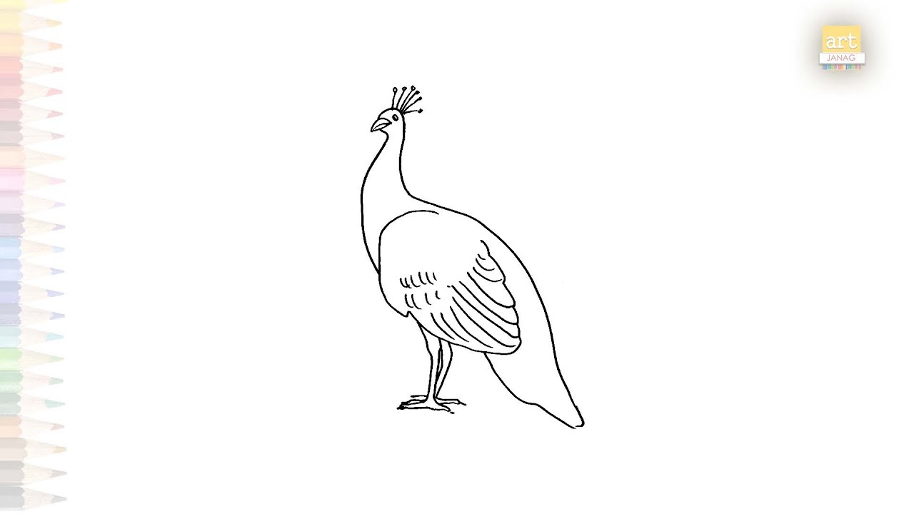 Female peacock drawing | Bird drawing tutorials | How to draw A Peacock ...