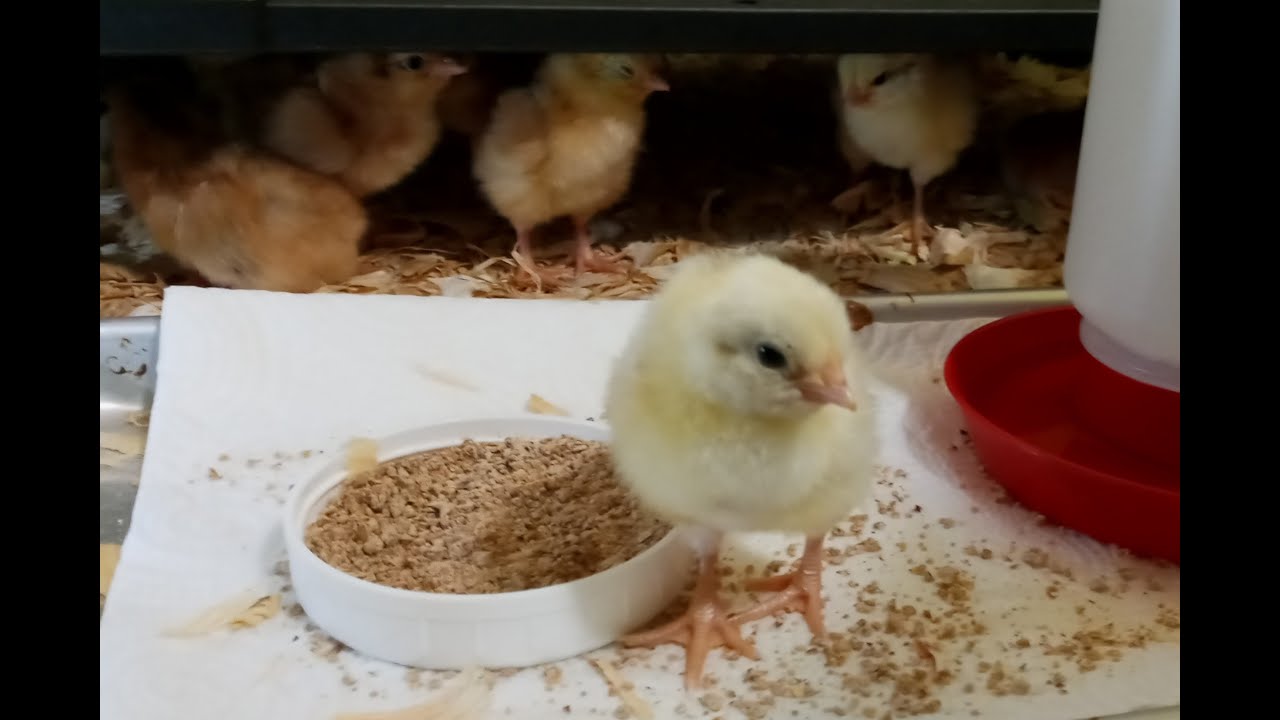 Update on the new chicks that just hatched. - YouTube