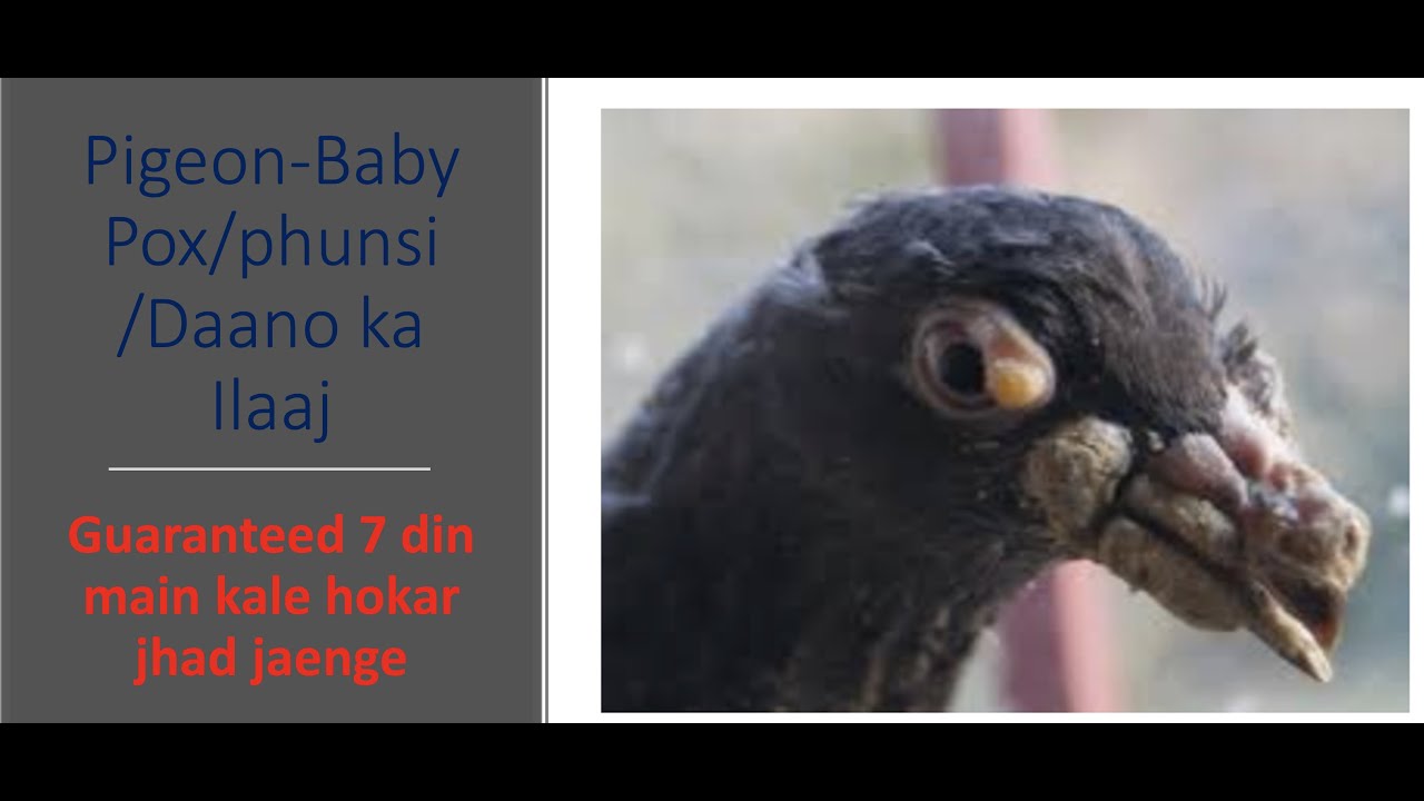 Agra Beautiful Pigeons-367-PIGEON POX & TREATMENT - YouTube