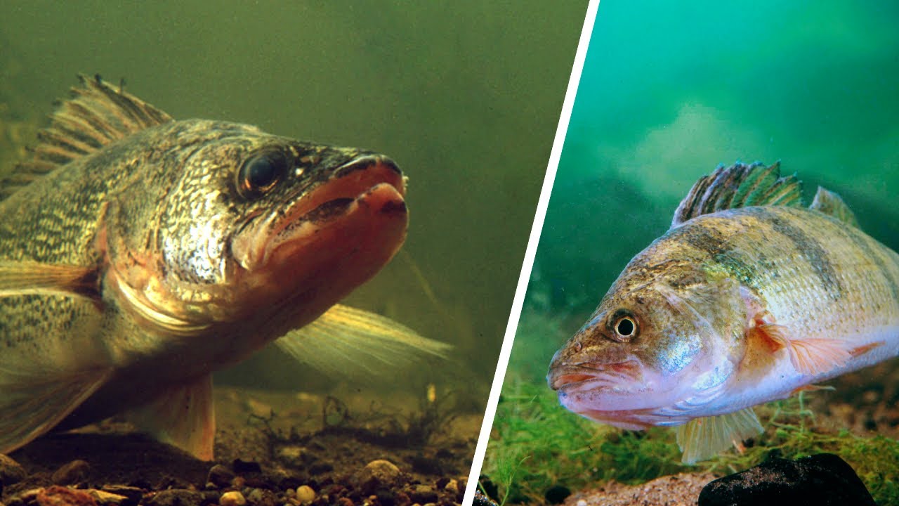 Why the Predator/Prey Balance Matters (Science) - YouTube